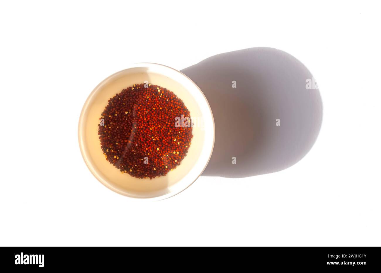 Germinated seeds in moist water. Healthy food ingredients Stock Photo ...