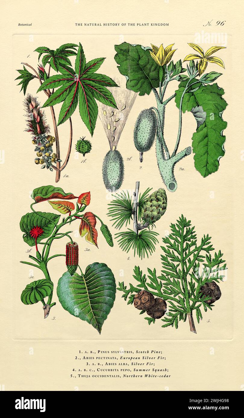 Very Rare, Beautifully Illustrated Antique Engraved Victorian Botanical ...