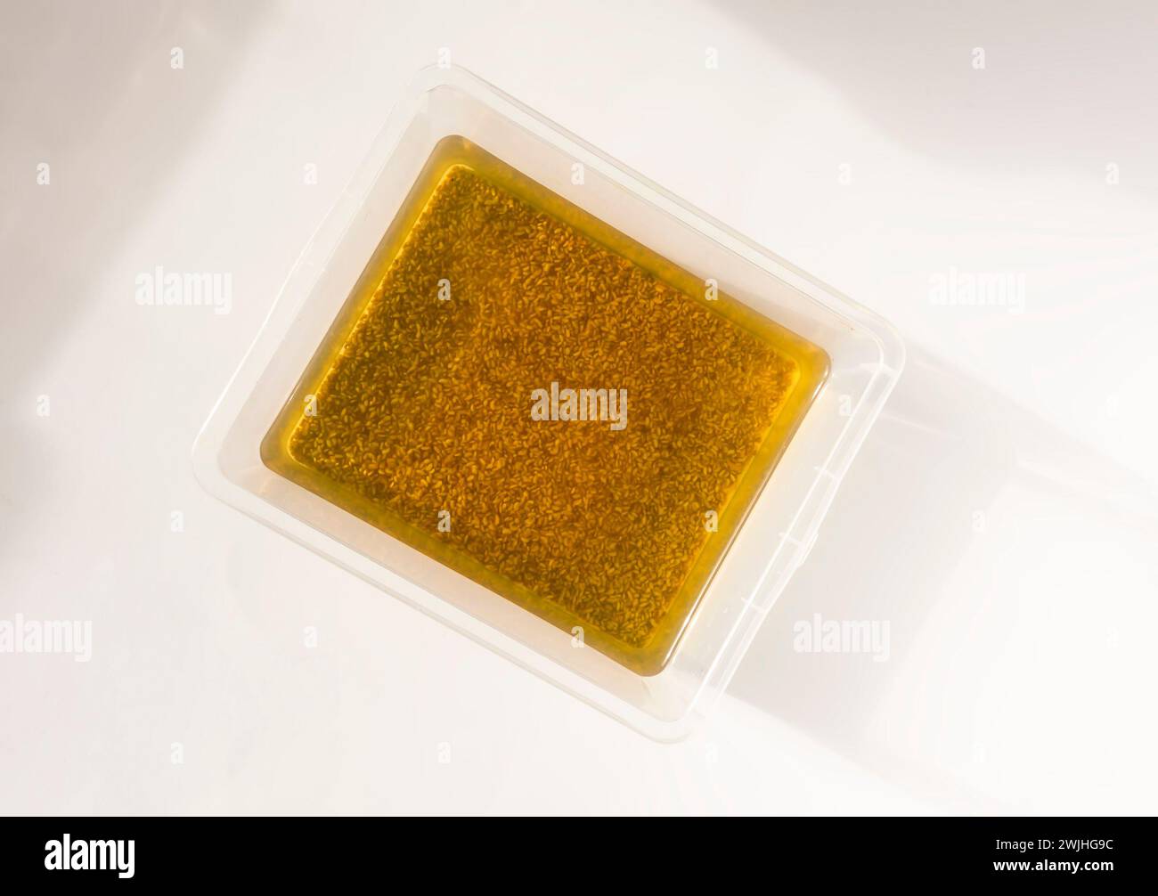 Germinated seeds in moist water. Healthy food ingredients Stock Photo ...