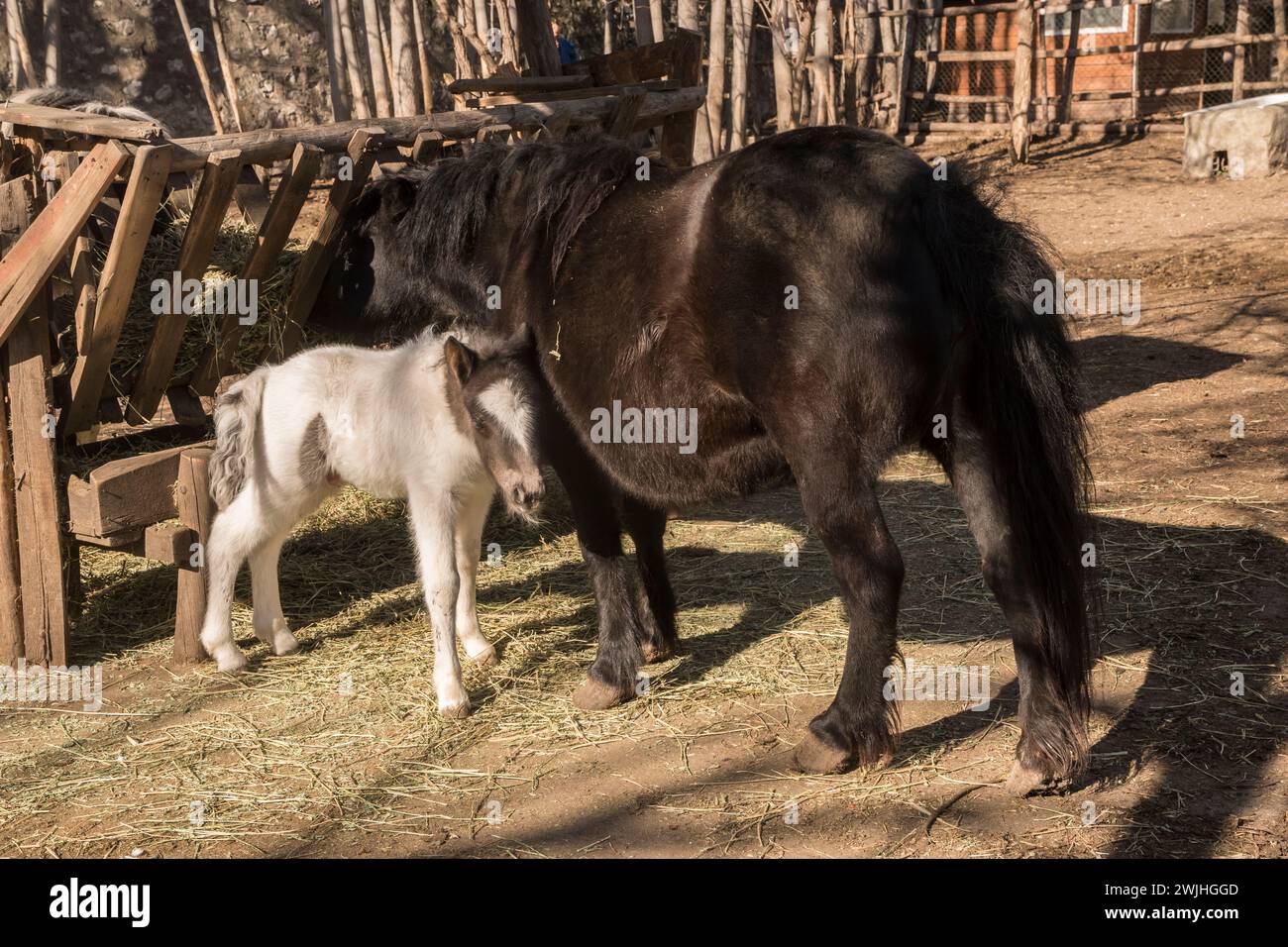 A newborn pony foal with its mother in farm yard on sunny day Stock ...