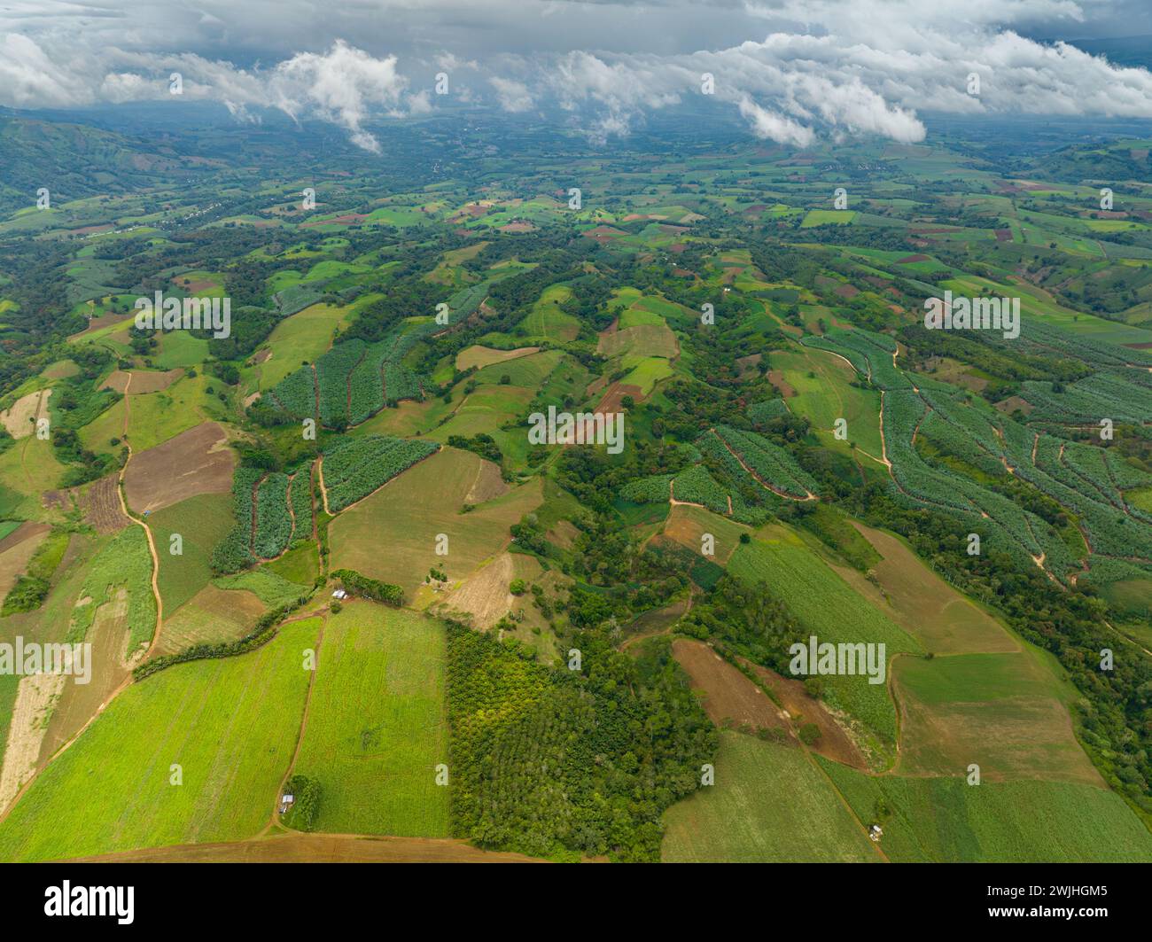 Banana farm with paddy rice in the mountain farmland. Green vegetation ...