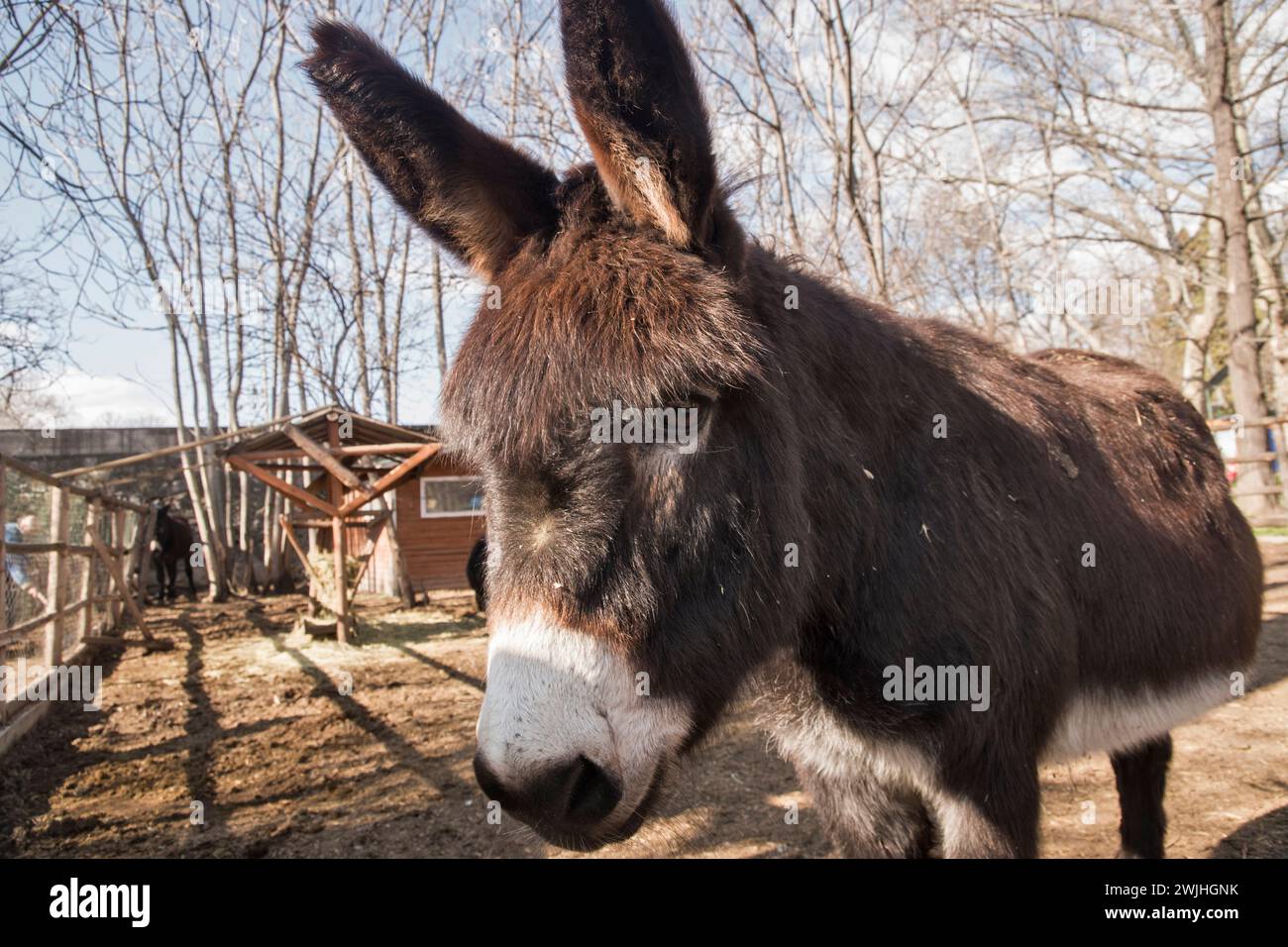 Female donkey in farm yard closeup Stock Photo - Alamy