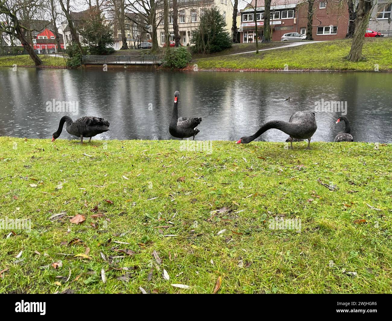 Black swan eating hi-res stock photography and images - Alamy