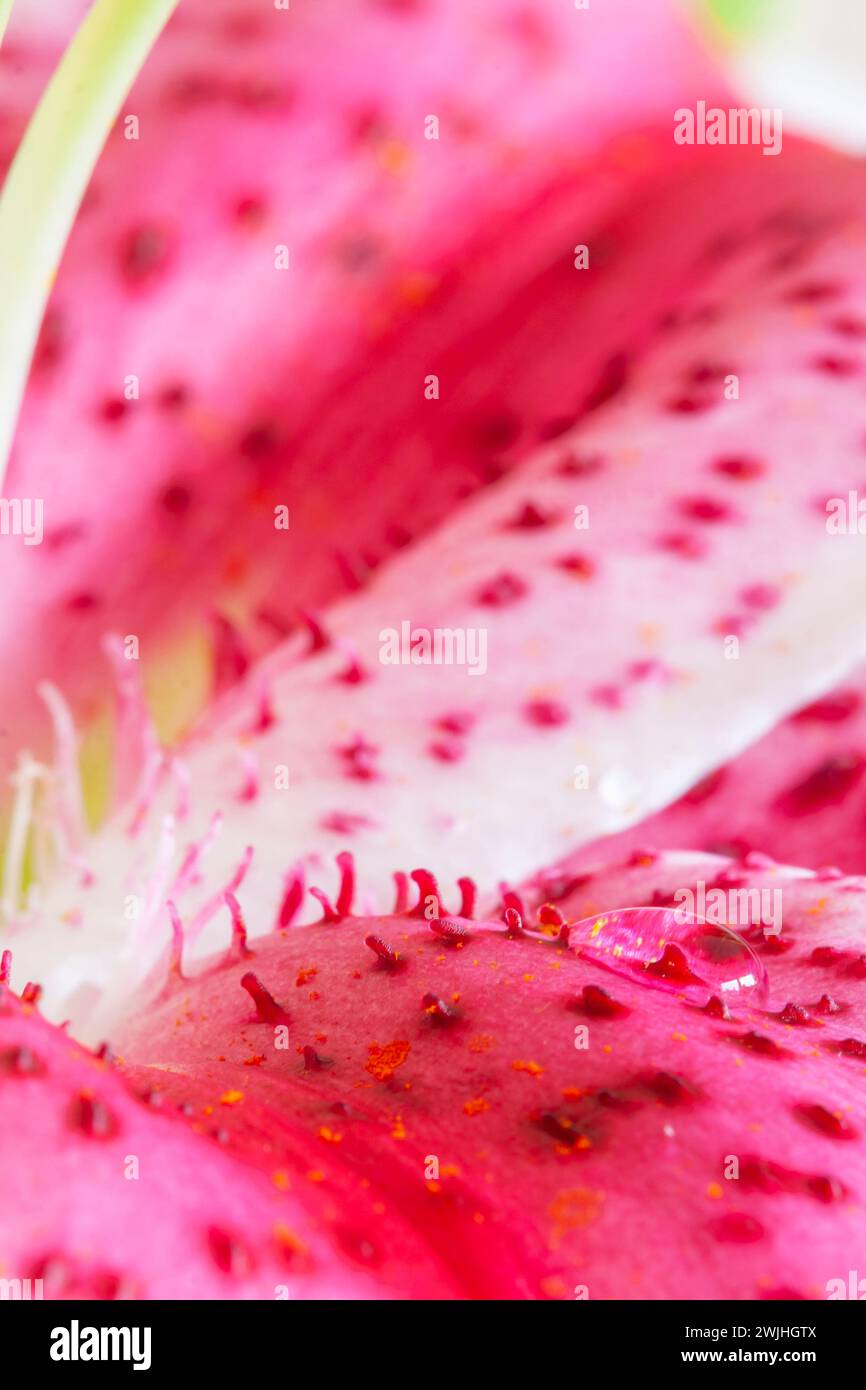 Macro image of a water drop and yellow pollen on the petal of a magenta ...
