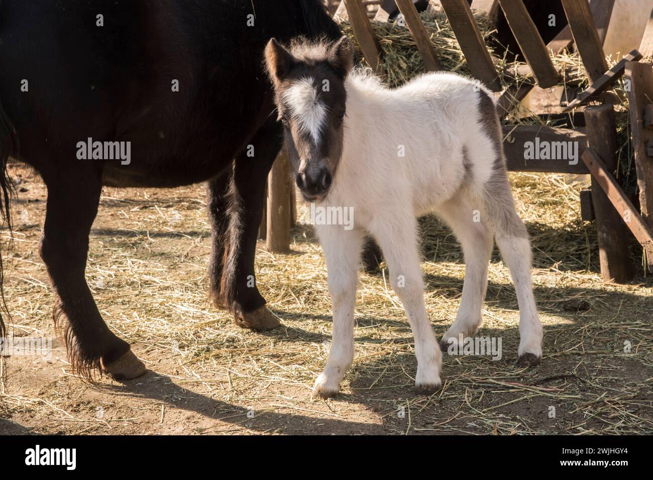 A newborn pony foal with its mother in farm yard on sunny day Stock ...