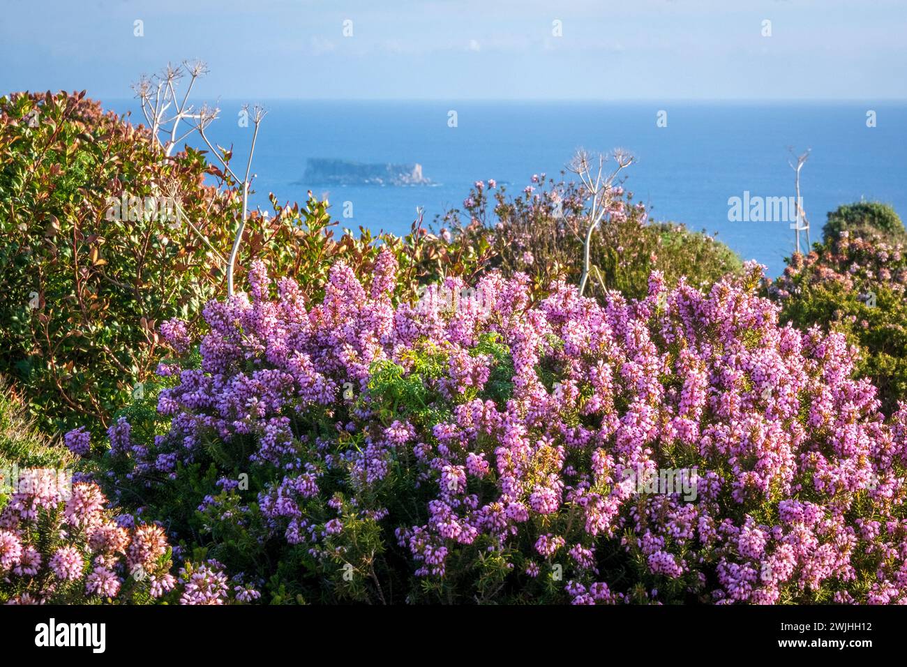 Pink flowers at Dingli Cliffs on the south coast of Malta Stock Photo ...