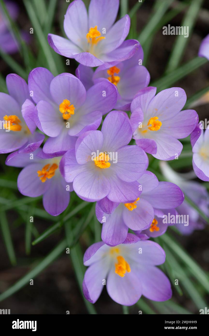 Purple snowdrops growing in spring hi-res stock photography and images ...