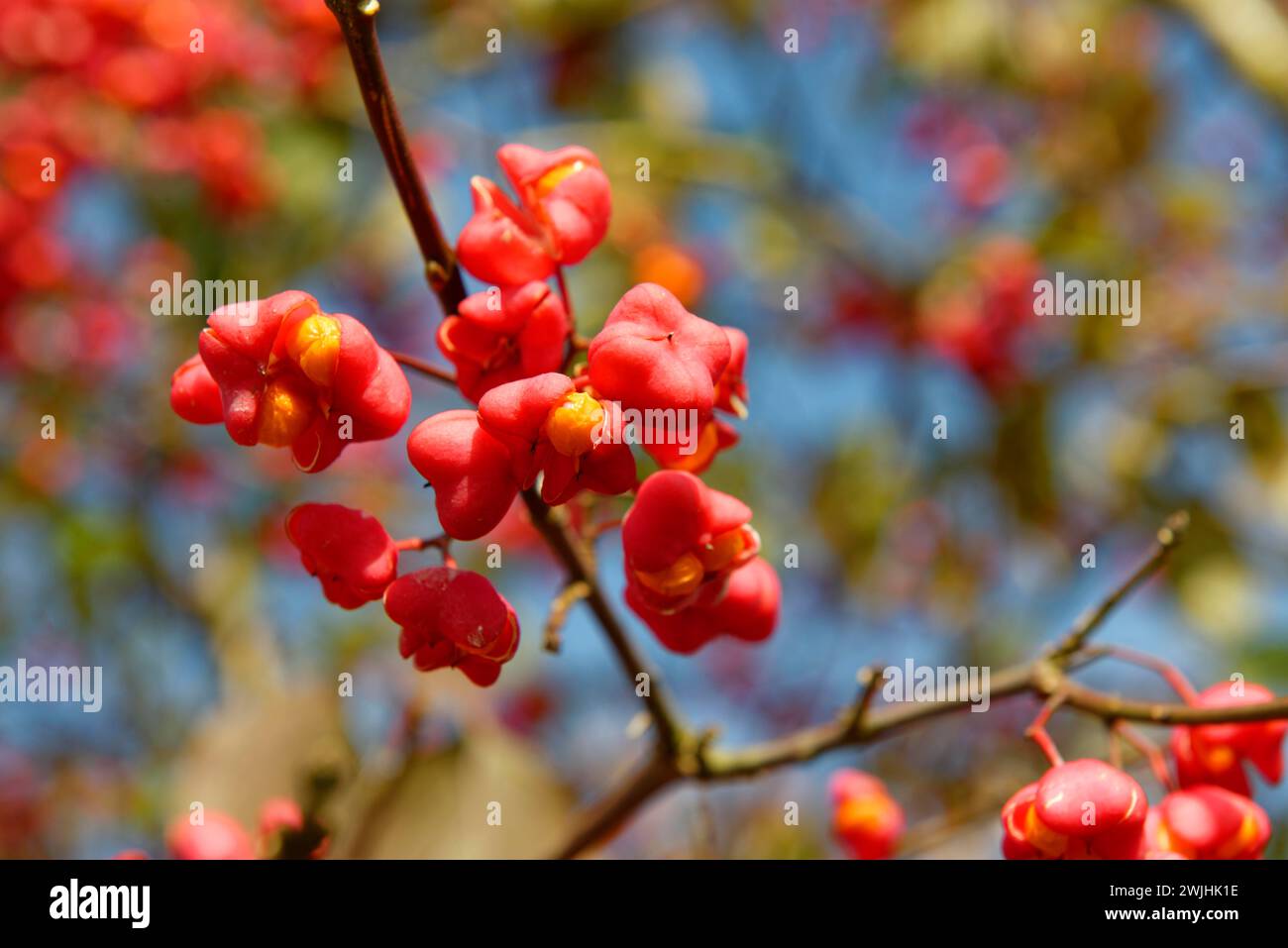 European spindle (Euonymus europaeus), common peacock, peacock cap ...