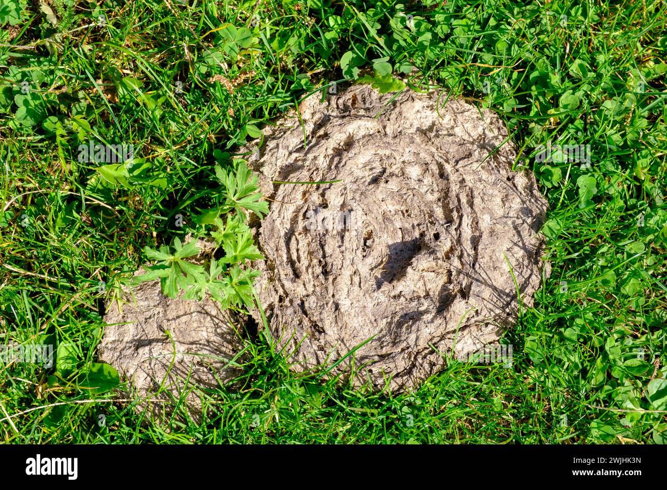 Cow dung, cow, Innervals, Valser Tal, Valser Tal Natura 2000 nature ...