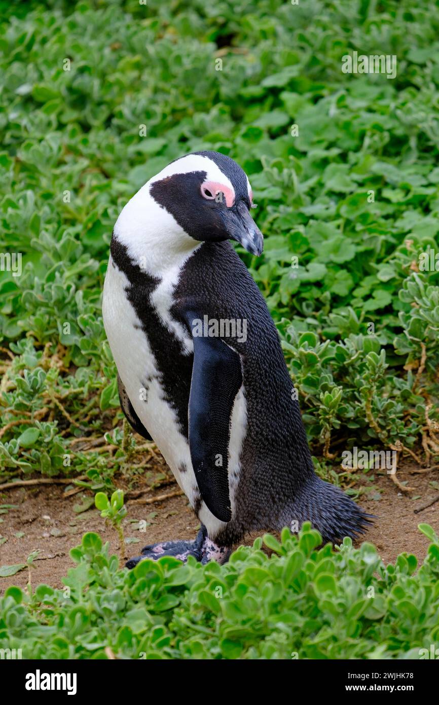 African penguin, penguin, Stony Point Penguin Colony, Bettys Bay ...