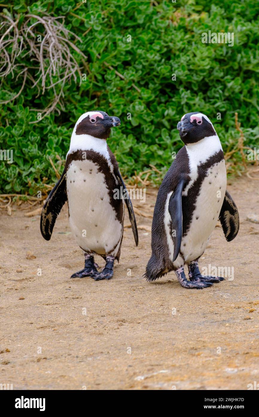 African penguin, penguin, Stony Point Penguin Colony, Bettys Bay ...
