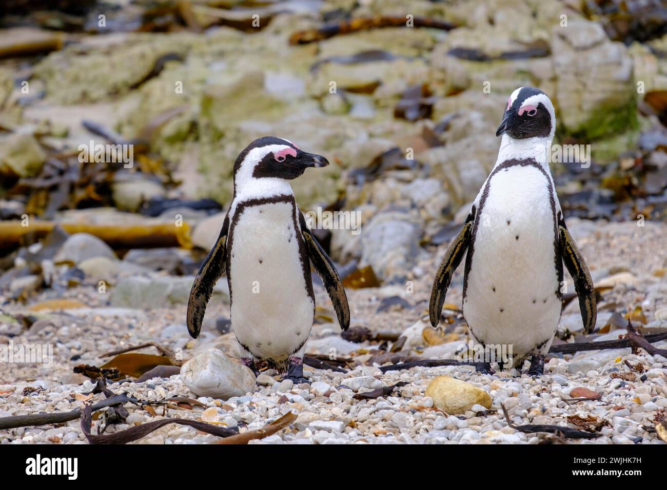 African penguin, penguin, Stony Point Penguin Colony, Bettys Bay ...