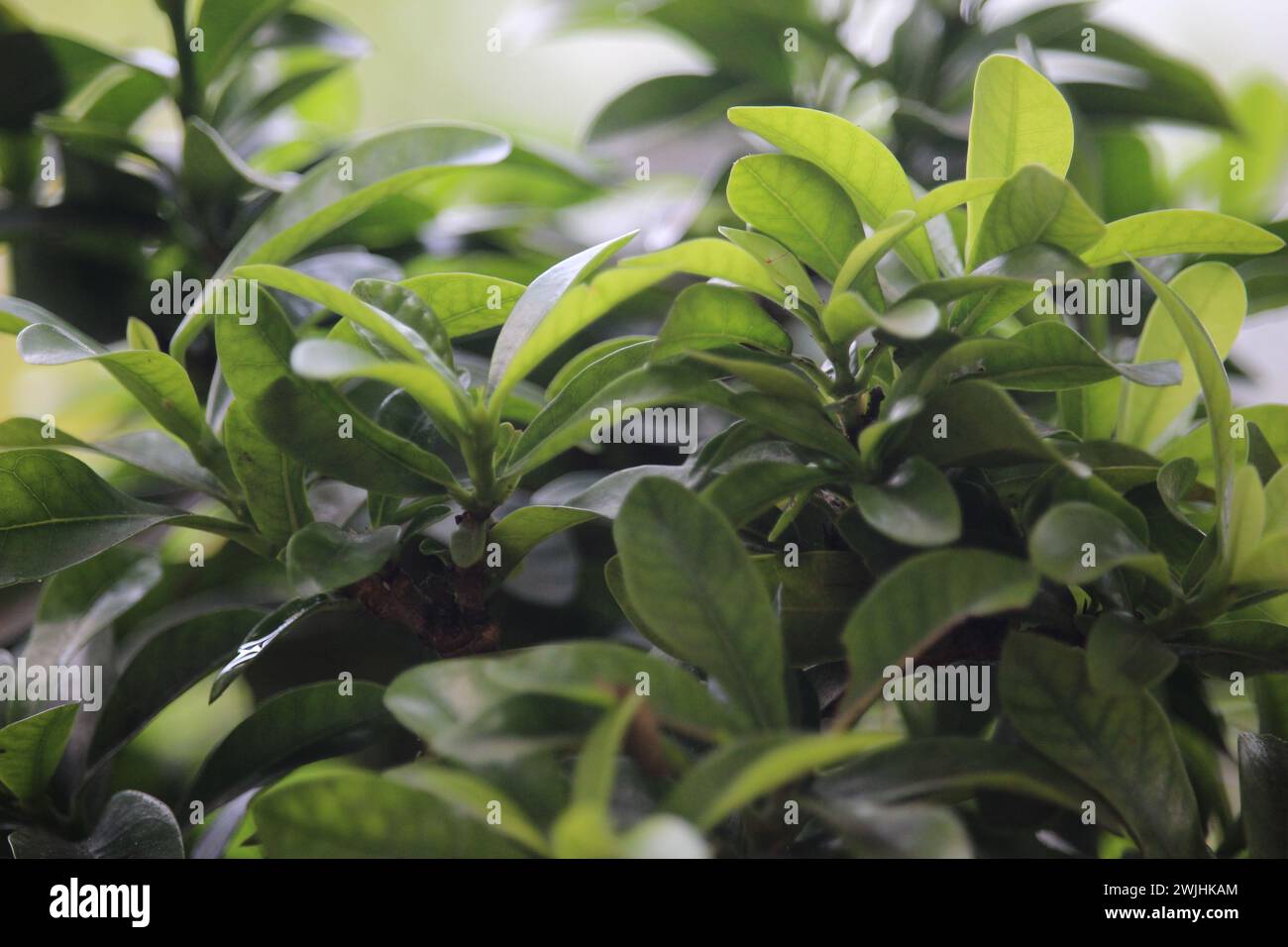 Ashoka leaves hi-res stock photography and images - Alamy