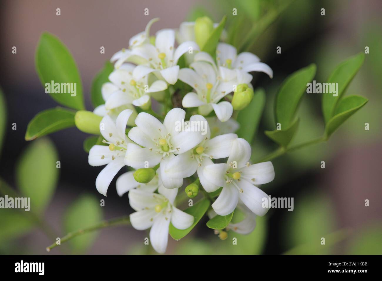 Kemuning flowers hi-res stock photography and images - Alamy