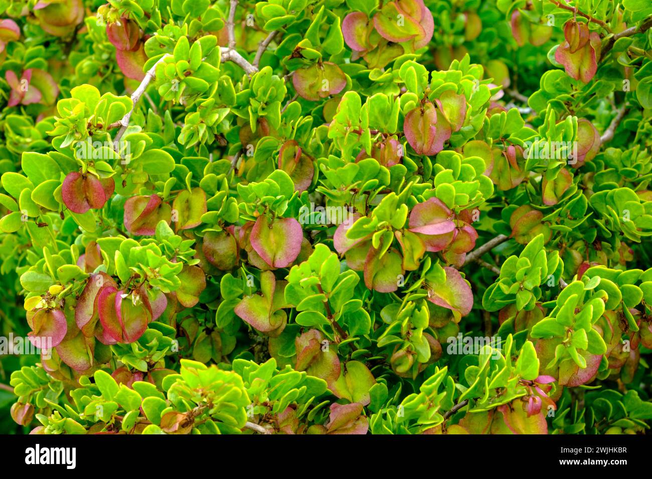 Fynbosch on the Postberg Peninsula, Langebaan Lagoon, West Coast ...