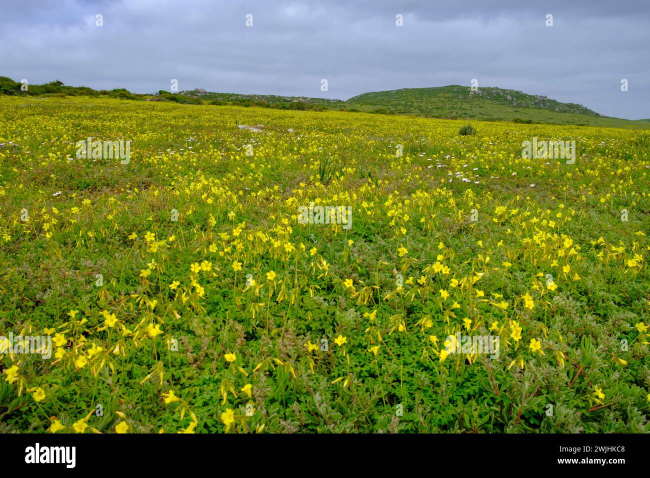 Spring blossom, wildflower blossom at Postberg, Langebaan Lagoon, West ...