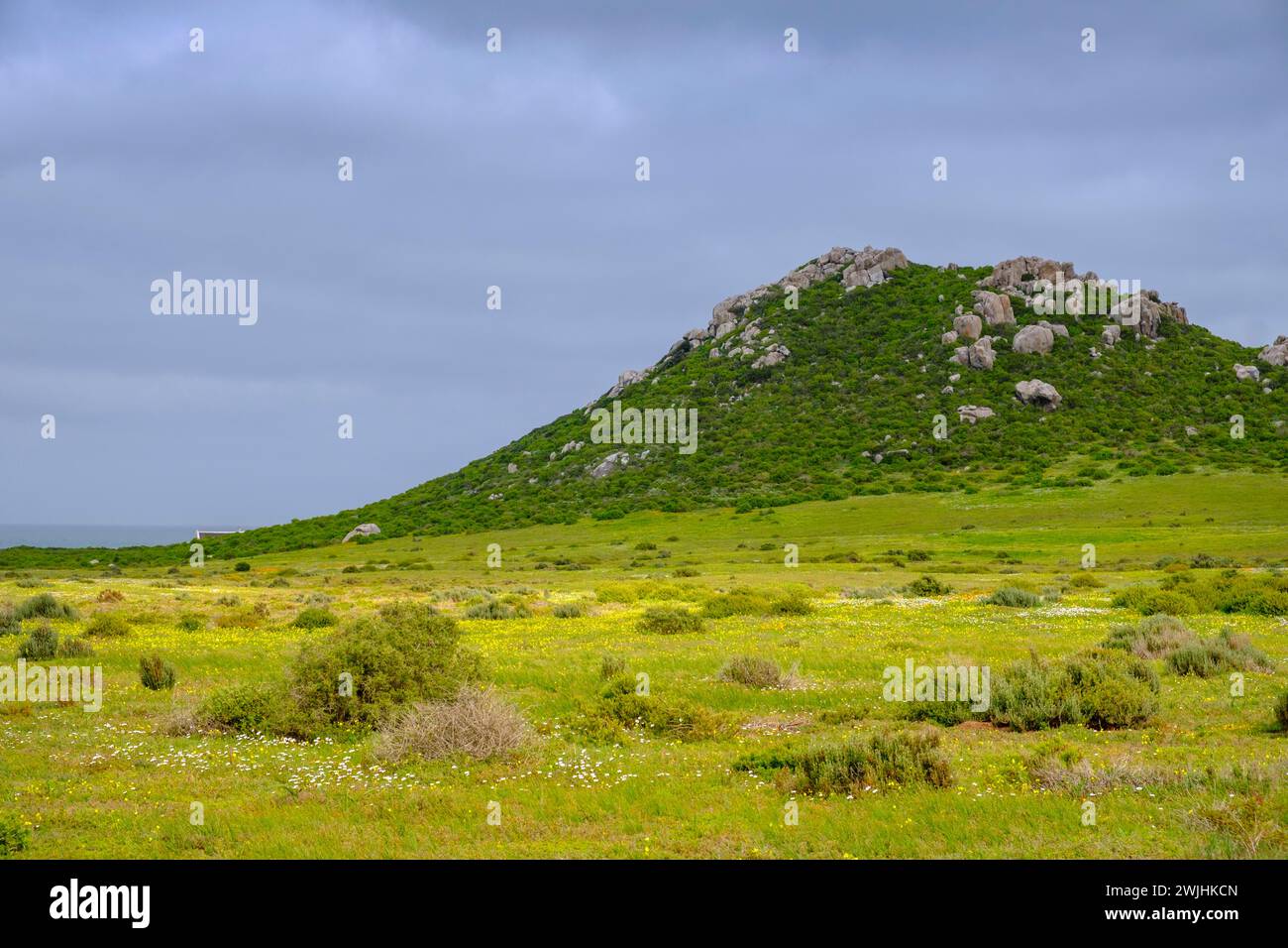 Spring blossom, wildflower blossom at Postberg, Langebaan Lagoon, West ...