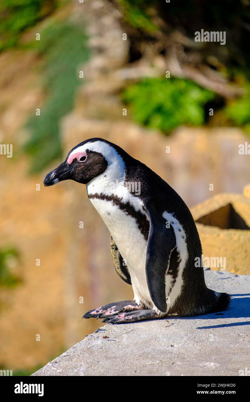 African penguin, Boulders Penguin Colony, Simons Town, Cape Town, Cape ...