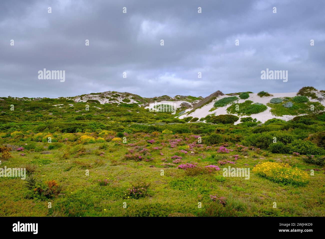 Spring blossom, wildflower blossom at Postberg, Langebaan Lagoon, West ...
