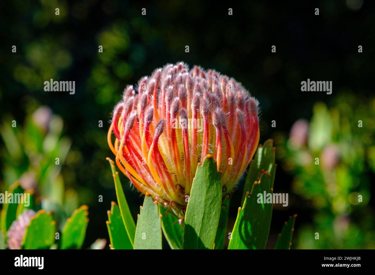 Leucospermum cordifolium (Protea Leucospermum cordifolium), flower ...
