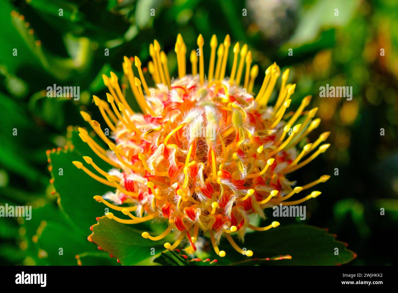 Leucospermum cordifolium (Protea Leucospermum cordifolium), flower ...