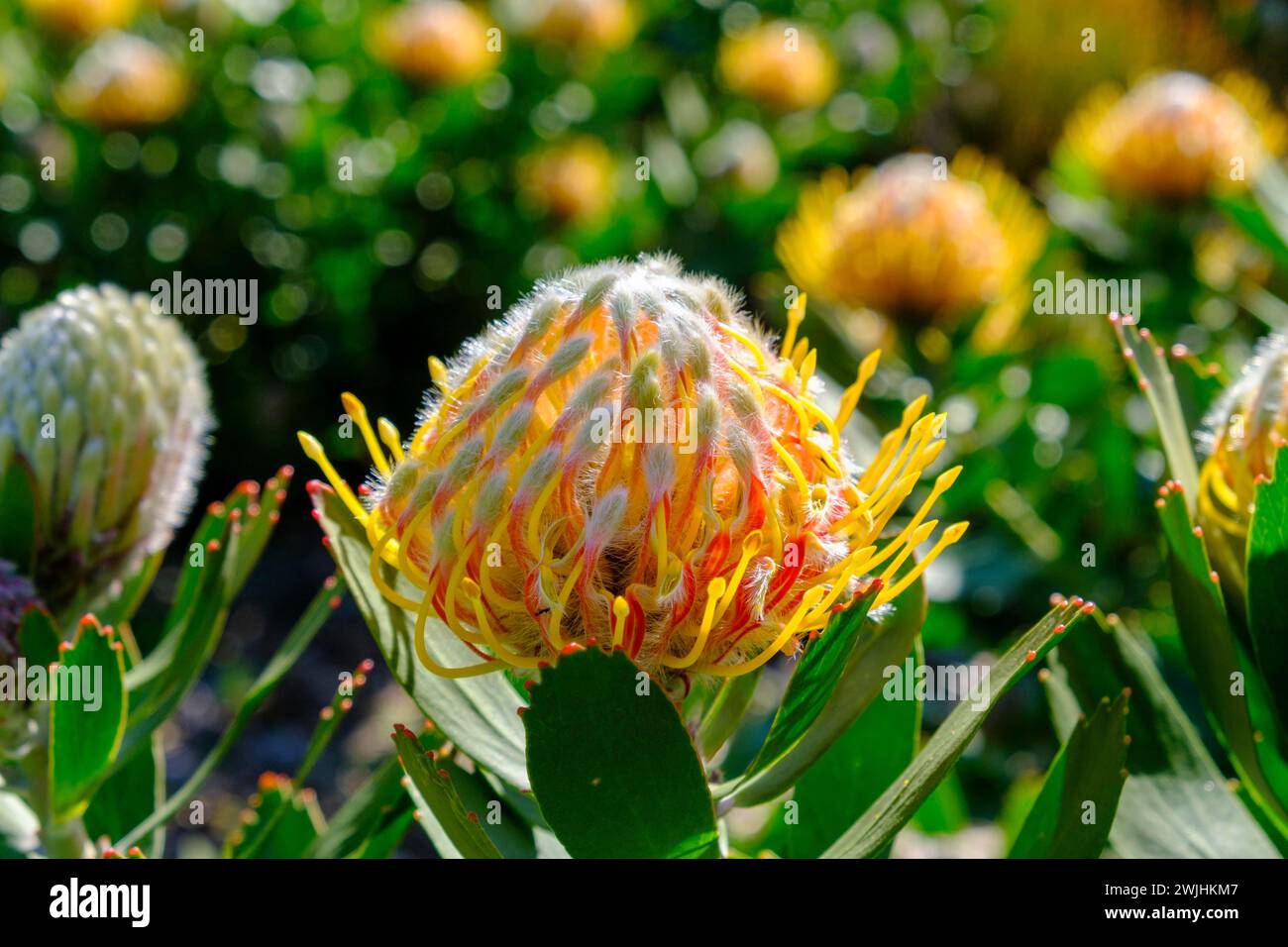 Leucospermum cordifolium (Protea Leucospermum cordifolium), flower ...
