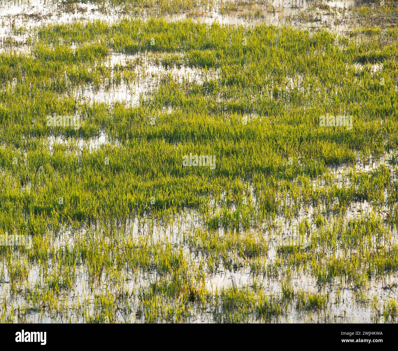 Barnbruchswiesen hi-res stock photography and images - Alamy