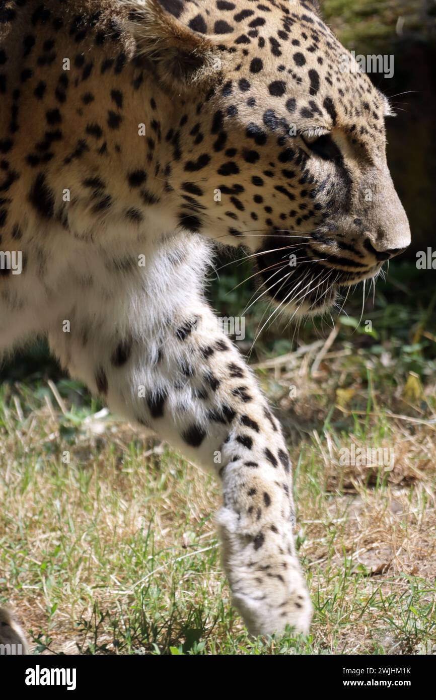 Leopard muster hi-res stock photography and images - Alamy
