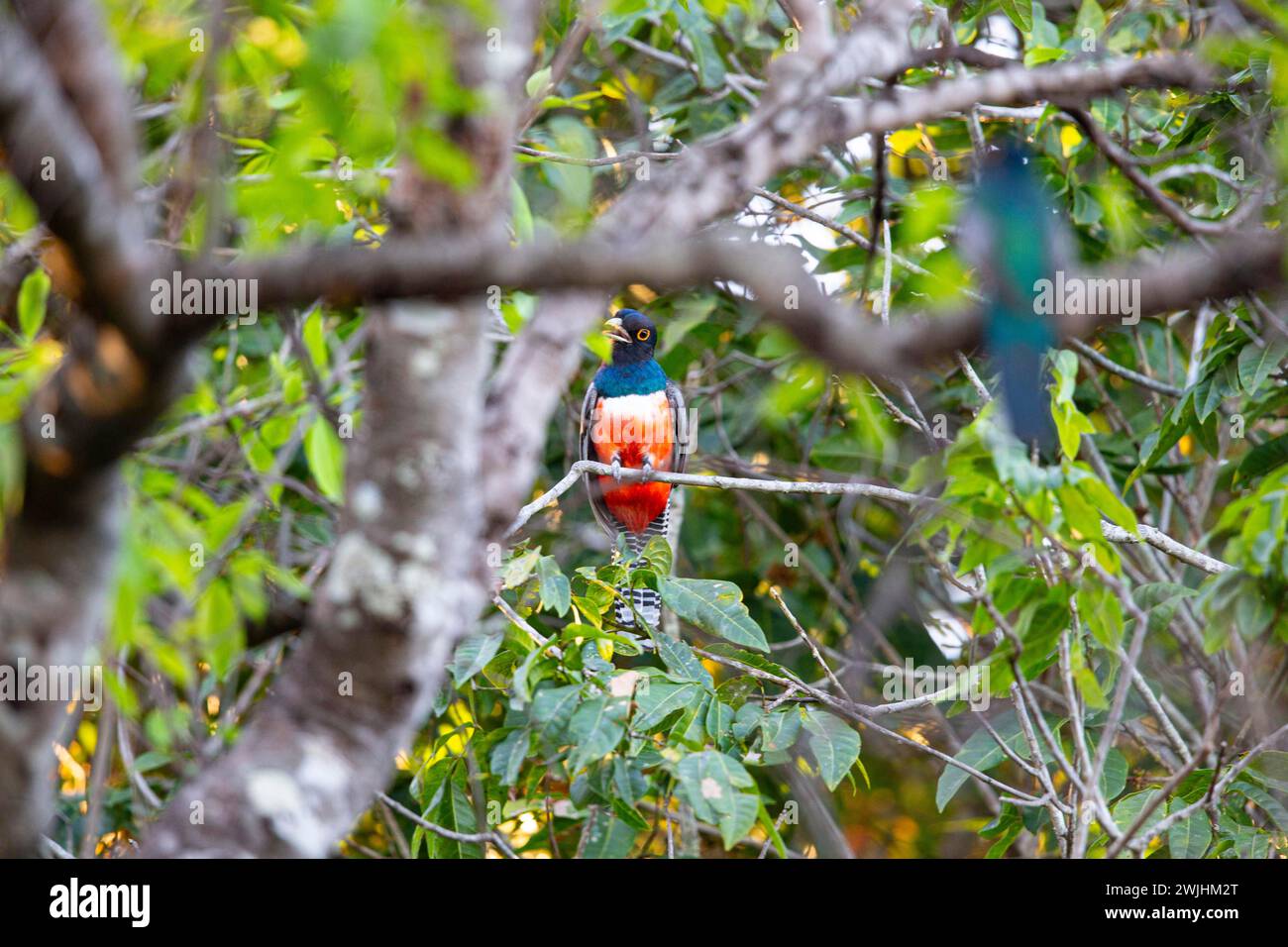 Blue-crowned trogon (trogon curucui) Pantanal Brazil Stock Photo - Alamy