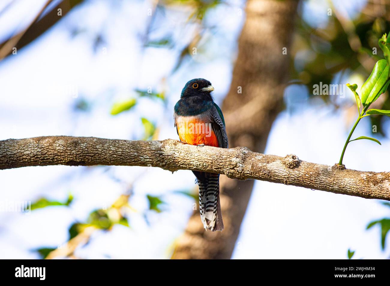 Blue-crowned trogon (trogon curucui) Pantanal Brazil Stock Photo - Alamy