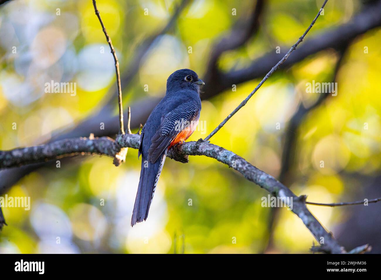 Blue-crowned trogon (trogon curucui) Pantanal Brazil Stock Photo - Alamy