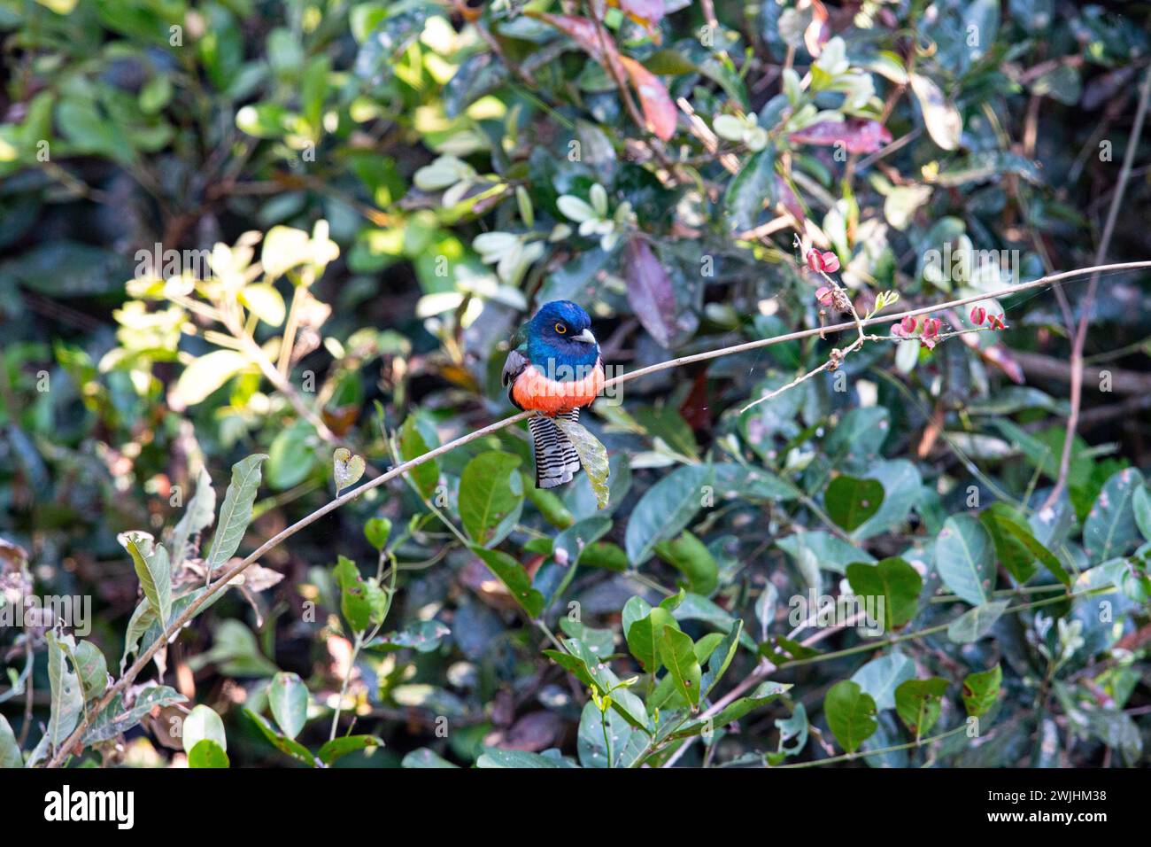 Blue-crowned trogon (trogon curucui) Pantanal Brazil Stock Photo - Alamy