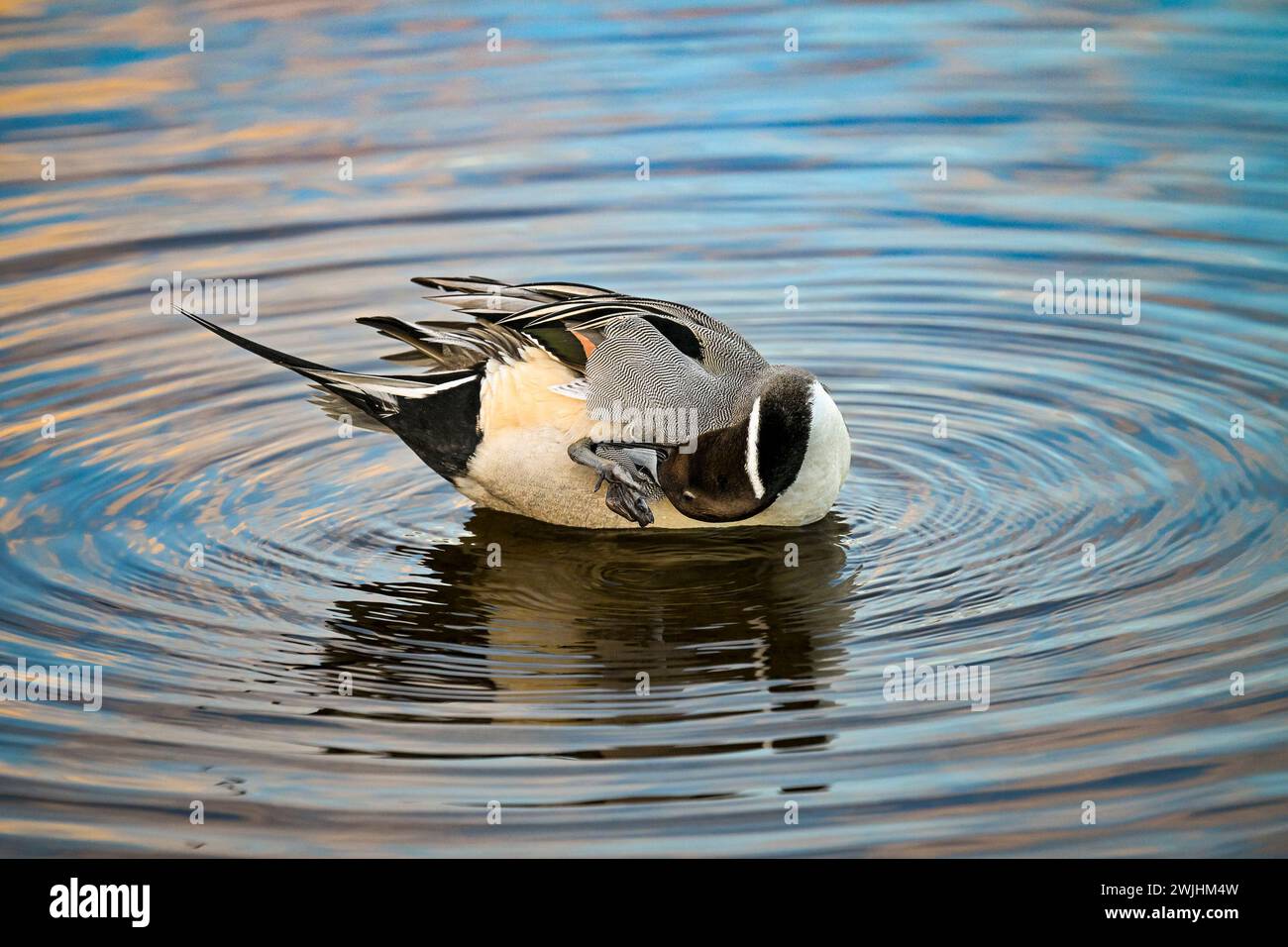 Northern pintail duck hi-res stock photography and images - Alamy