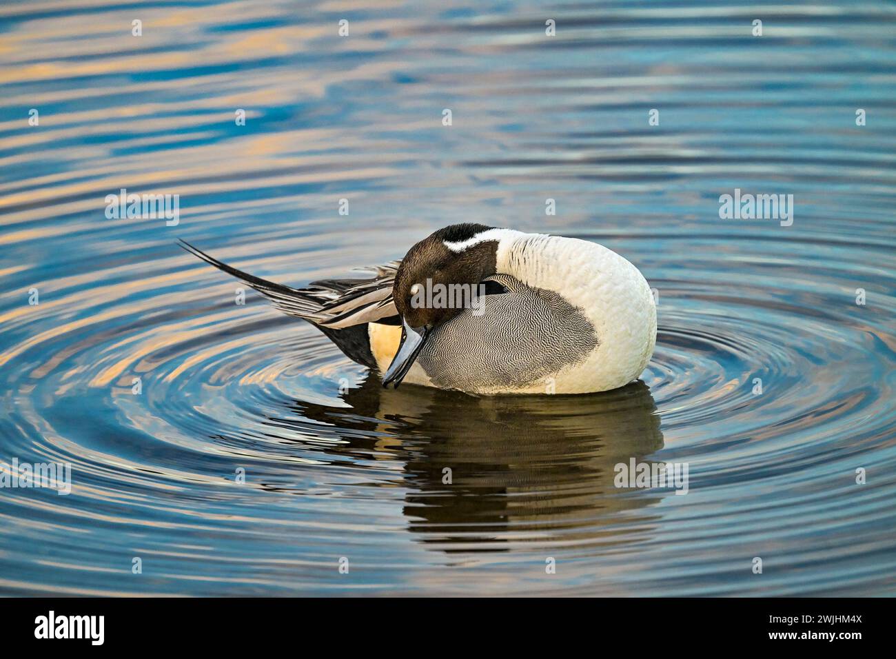 Northern pintail duck hi-res stock photography and images - Alamy