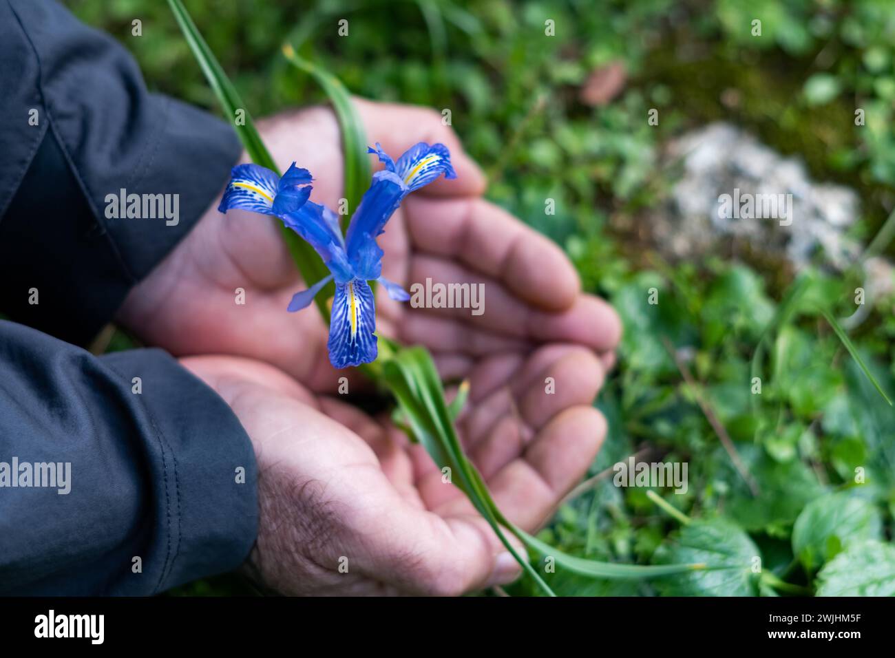 Man picking flower hi-res stock photography and images - Alamy