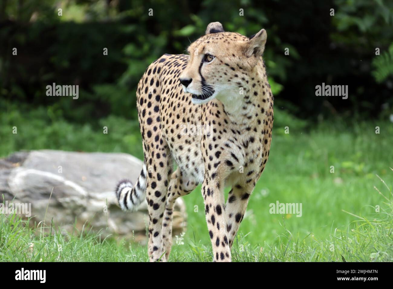 Gepard muster hi-res stock photography and images - Alamy