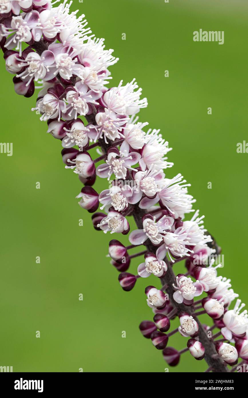 Silver primrose (Actaea simplex 'Chocoholic' Stock Photo - Alamy