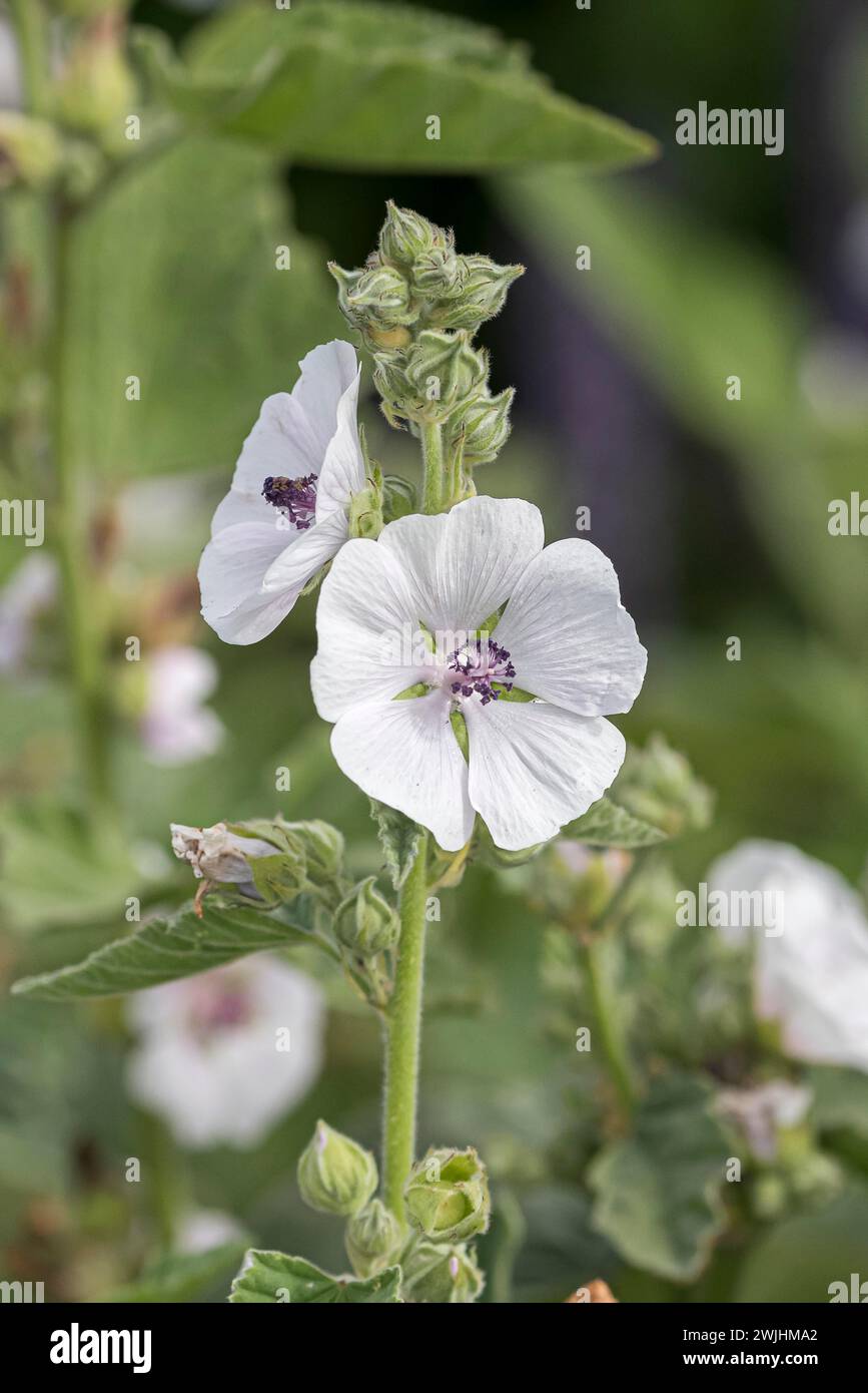 Althaea officinalis marshmallow plant hi-res stock photography and ...