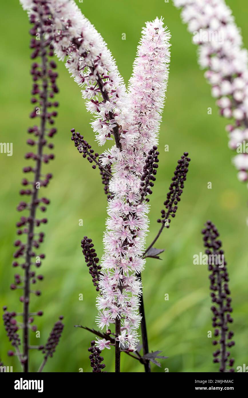 Silver primrose (Actaea simplex 'Chocoholic' Stock Photo - Alamy