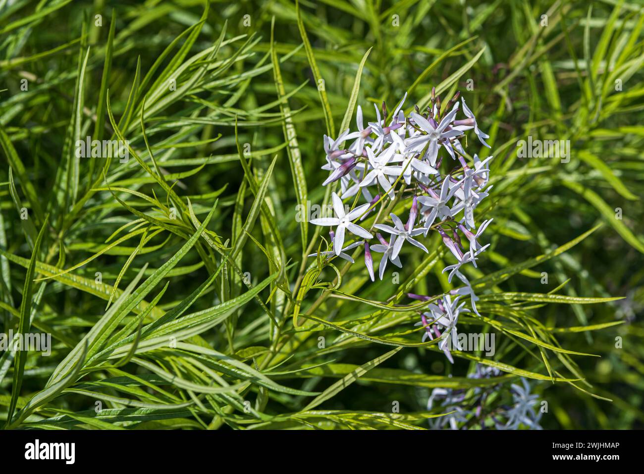 Blue star bush (Amsonia hubrichtii Stock Photo - Alamy