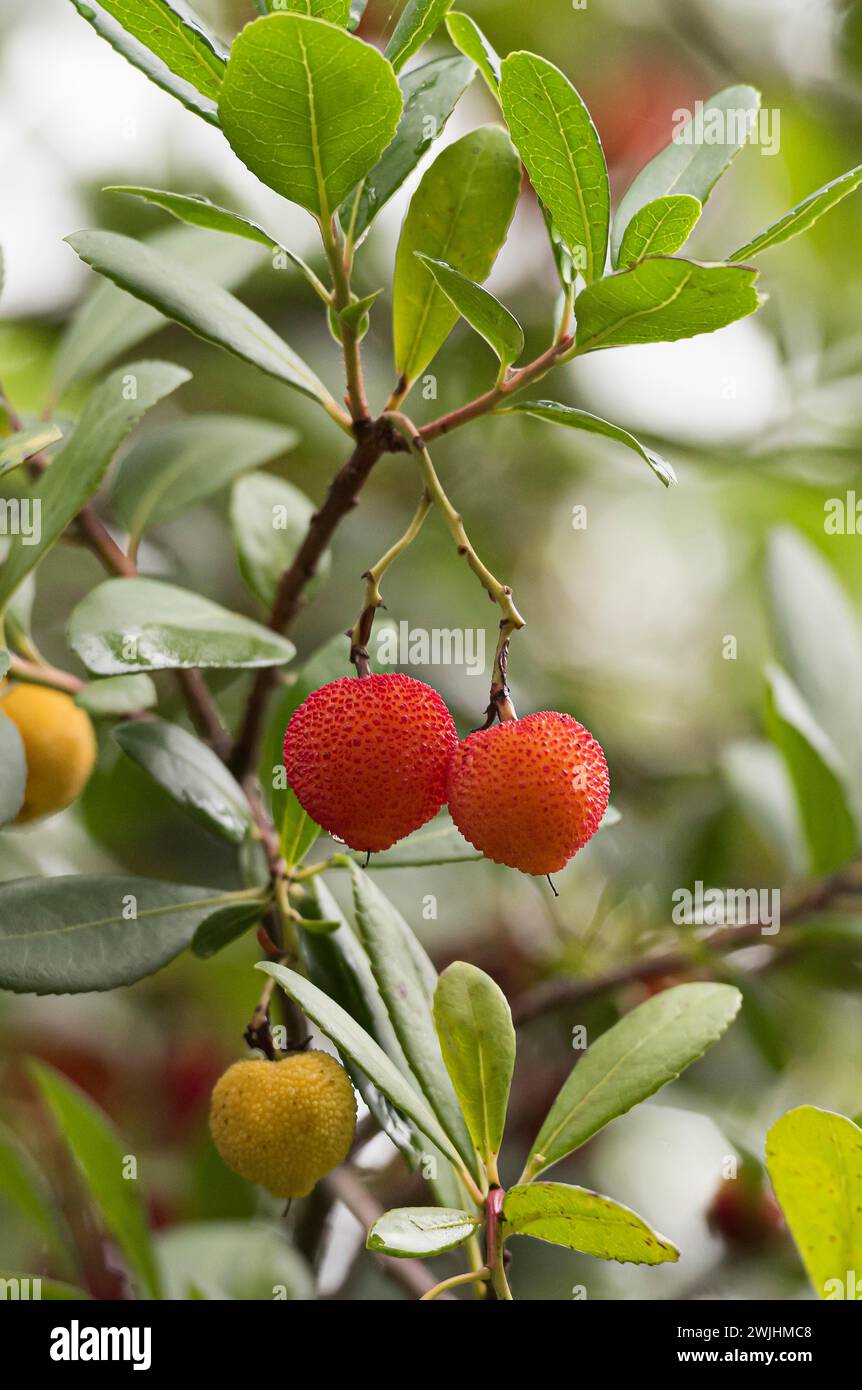 Western edberry tree (Arbutus unedo Stock Photo - Alamy