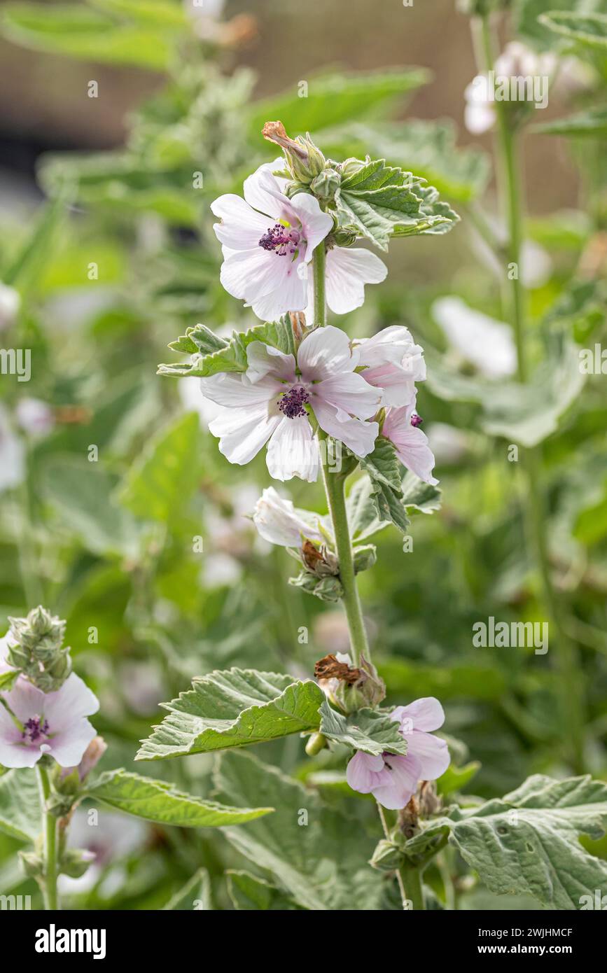 Plant althaea officinalis hi-res stock photography and images - Alamy