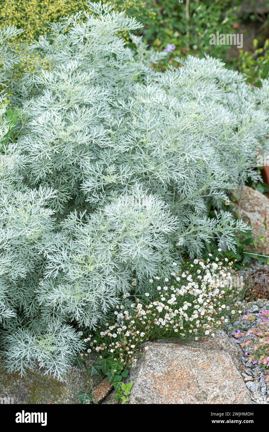 Absinthe plant hi-res stock photography and images - Alamy