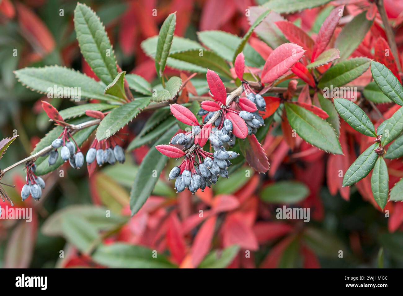 Chinese barberry (Berberis julianae Stock Photo - Alamy