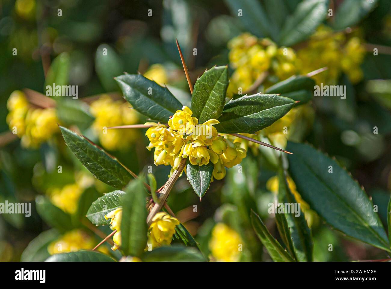 Barberry mahonia hi-res stock photography and images - Alamy