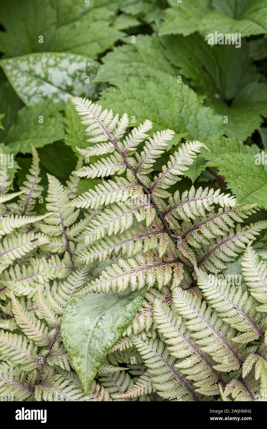 Japanese rainbow fern (Athyrium niponicum var. pictum Stock Photo - Alamy