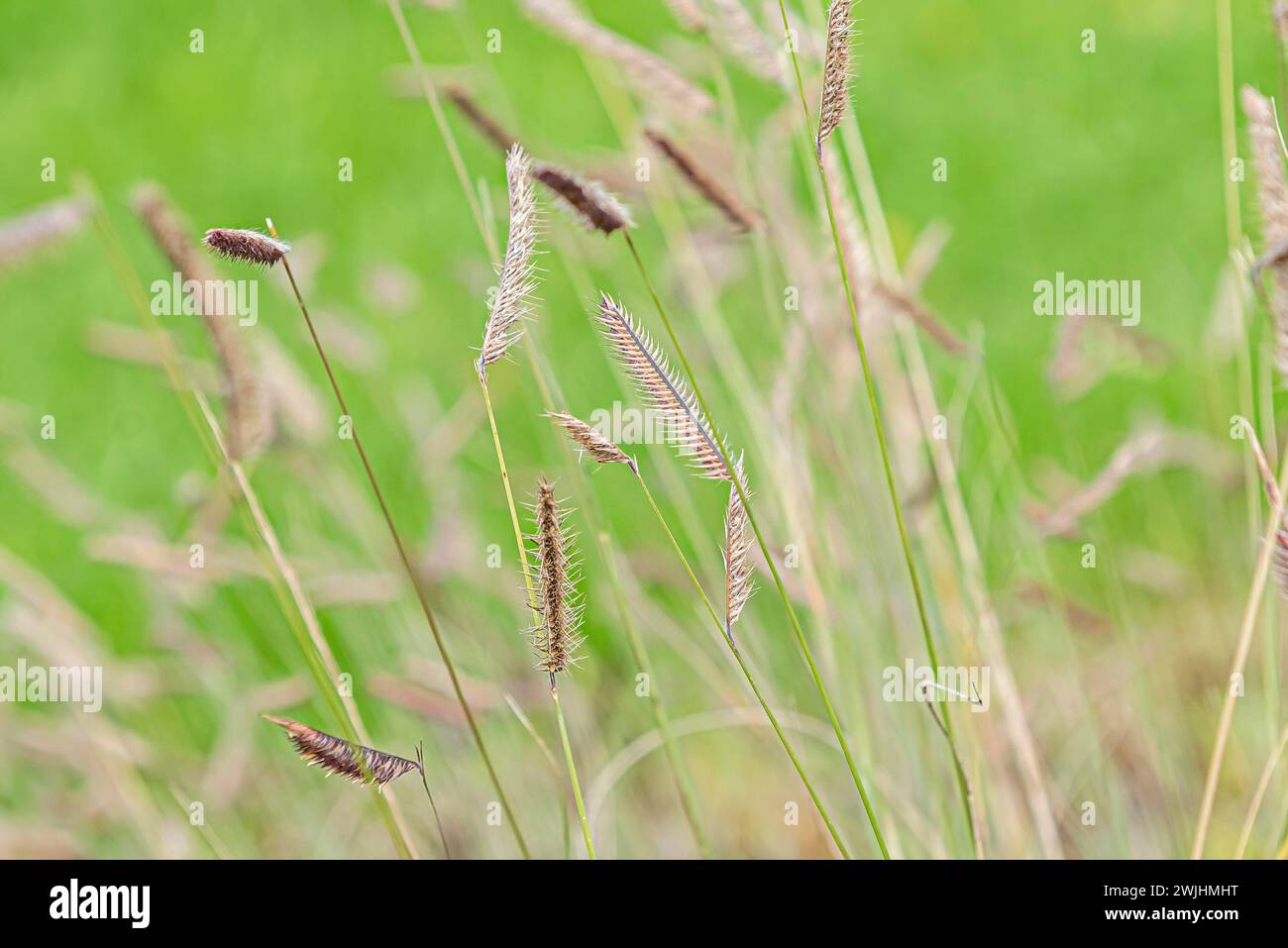 Mosquito grass (Bouteloua gracilis Stock Photo - Alamy