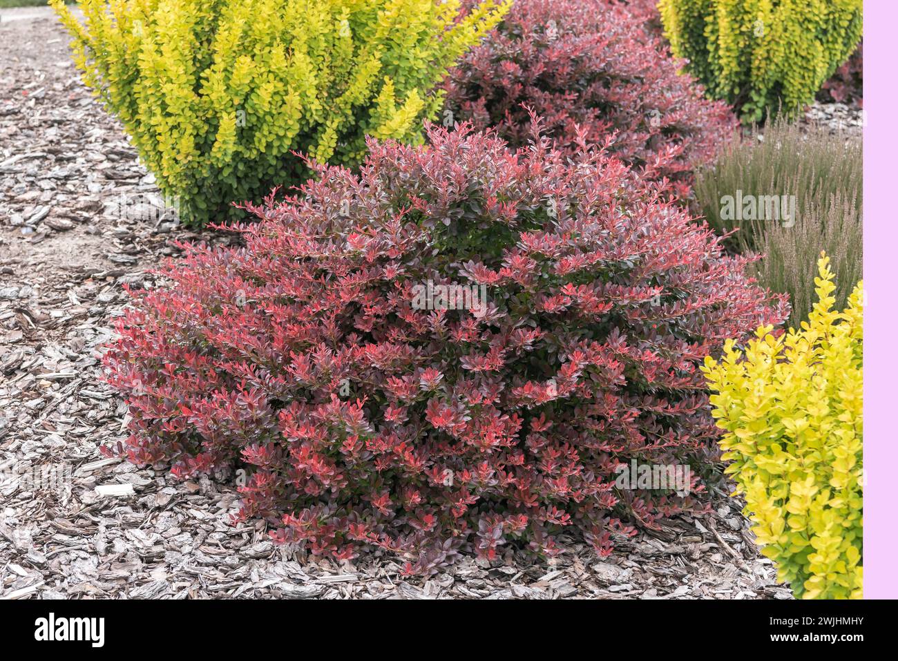 Berberis thunbergii atropurpurea nana hi-res stock photography and ...