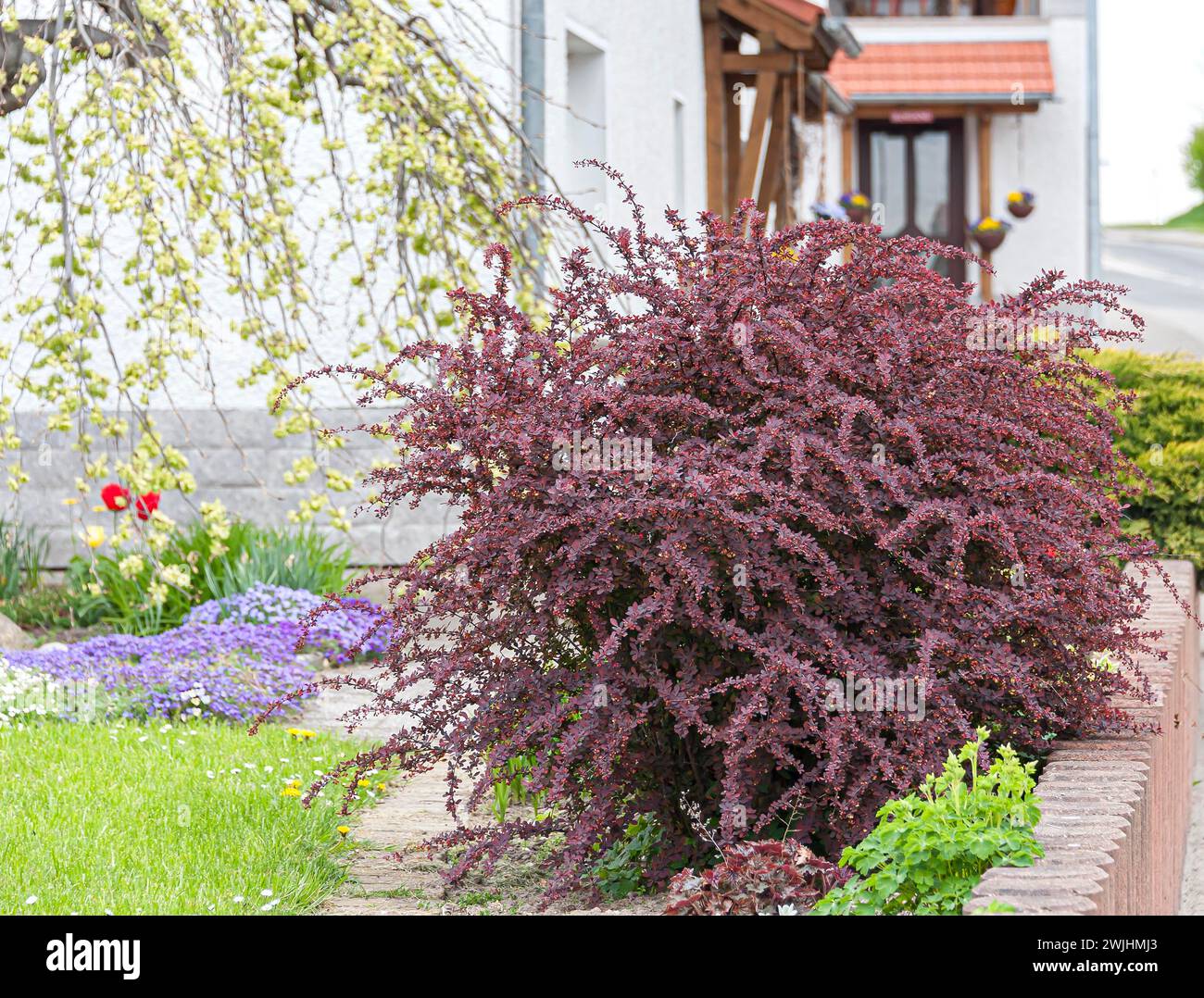 Blood barberry (Berberis thunbergii 'Atropurpurea' Stock Photo - Alamy