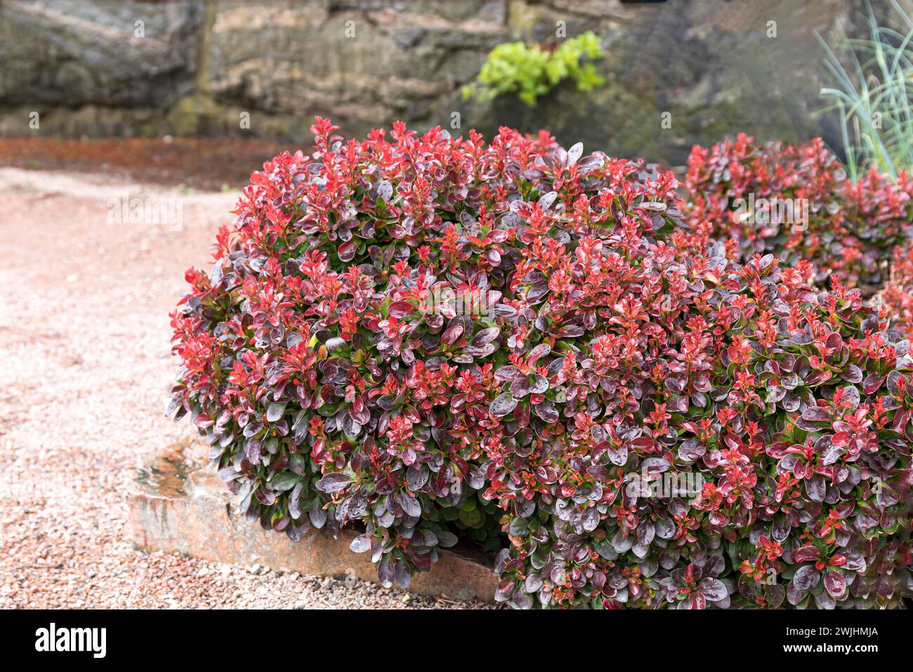Red dwarf barberry (Berberis thunbergii 'Bagatelle' Stock Photo - Alamy